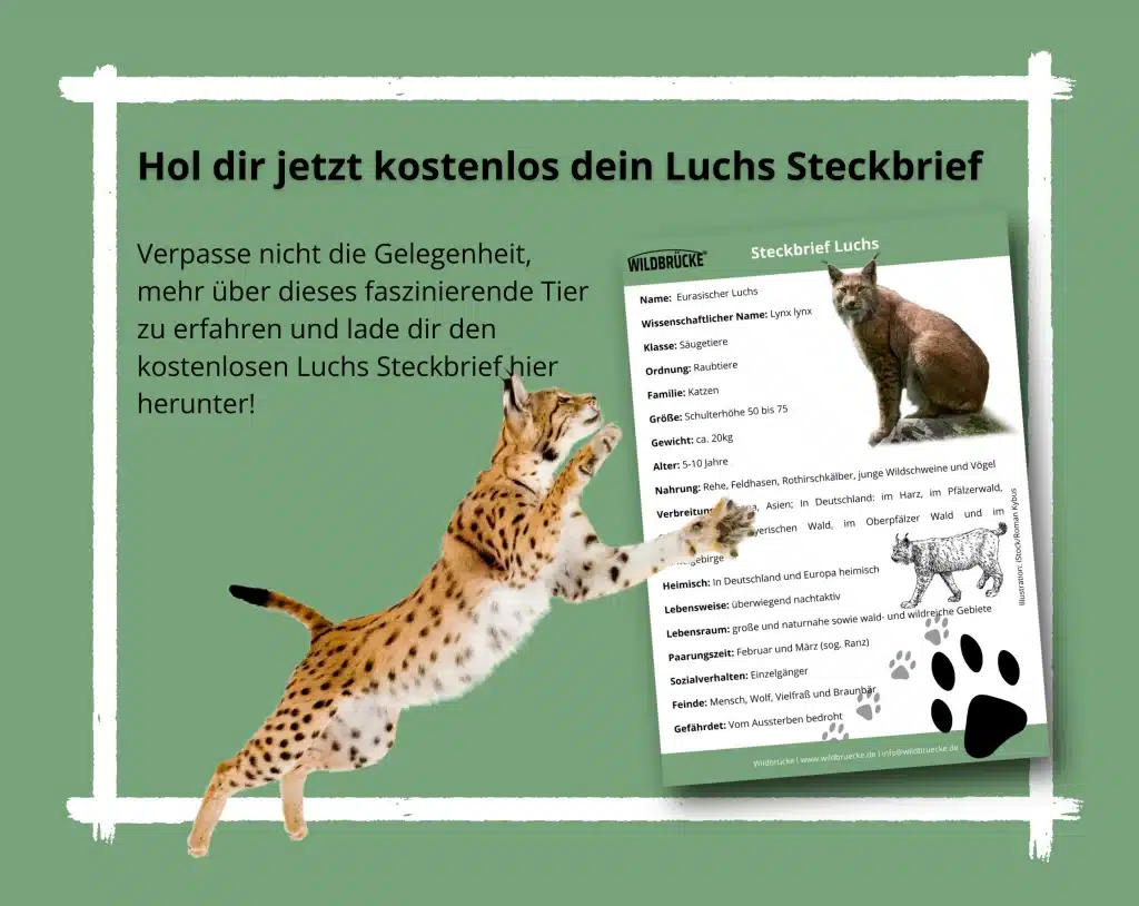 🐈 Der Luchs Steckbrief - Wildbrücke