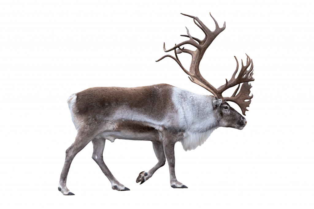 Kiyik 🦌 - Yevropadagi yovvoyi hayvonlar