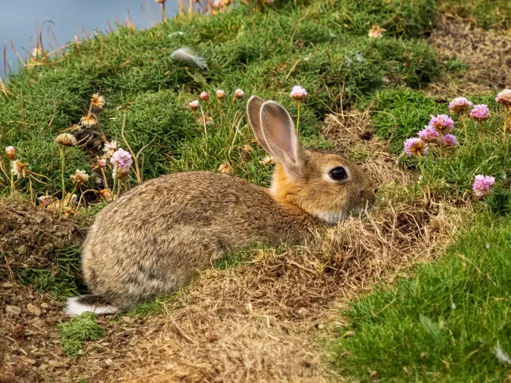 Wild rabbit habitat - Wildlife in Europe